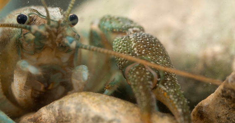 HOME [thebiologist.rsb.org.uk]