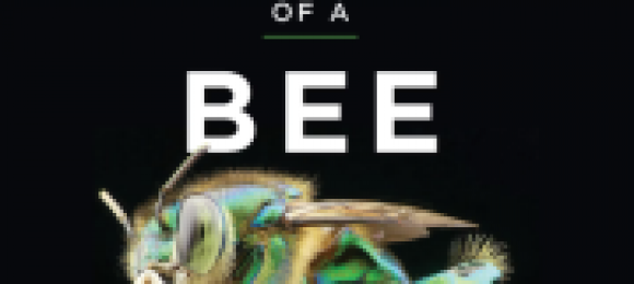 The Mind of a Bee
