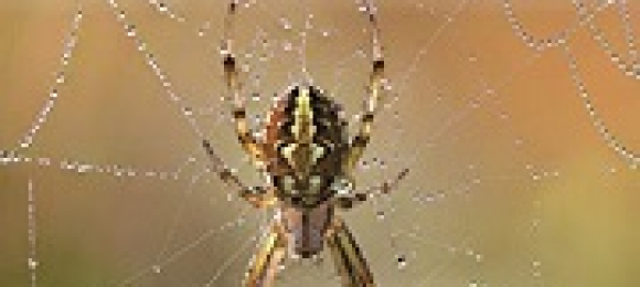 Britain’s Spiders: A Field Guide (Second Edition)