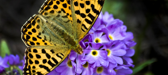 10 Great Citizen Science Projects