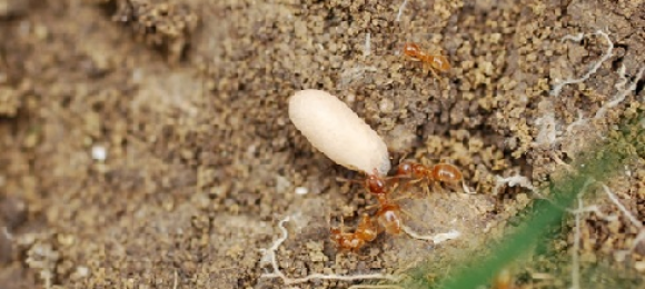 When ants 'move house'