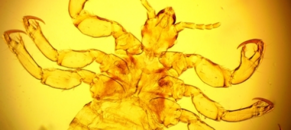 Spotlight on: Parasitology