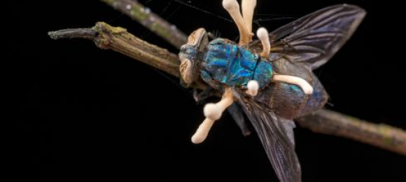 The rise of the zombie bugs