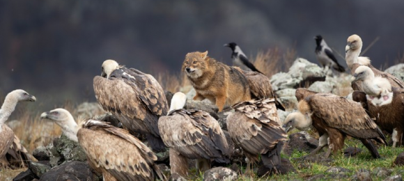 The way of the jackal