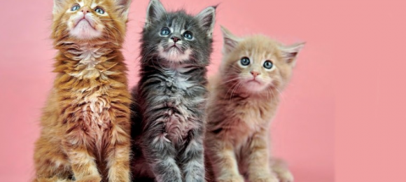 How the cat got its stripes