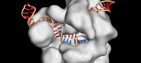 Focus on: Gene editing