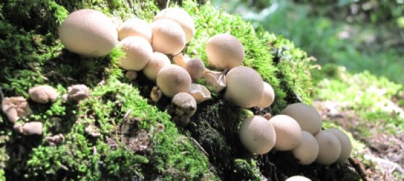 Spotlight on: Mycology