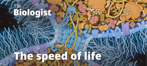 The speed of life