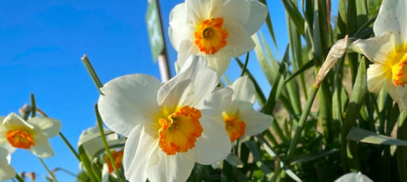 Decoding the diversity of daffs