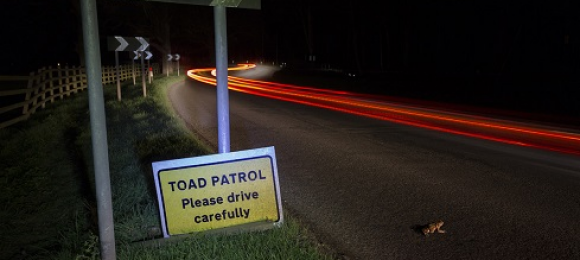 Toads on roads