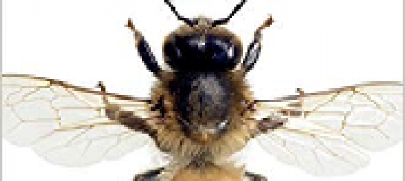 Protecting Pollinators: How to Save the Creatures that Feed our World