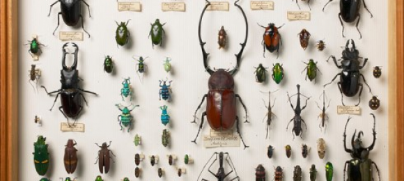 Inside the killing jar