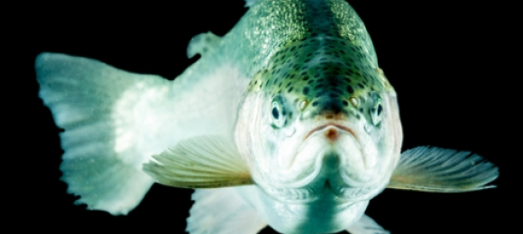 Three-second memory? Sounds fishy