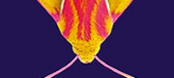 Alien Worlds: How Insects Conquered the Earth and Why Their Fate Will ...