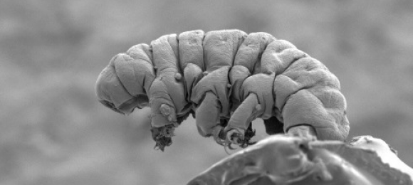Tardigrades in space