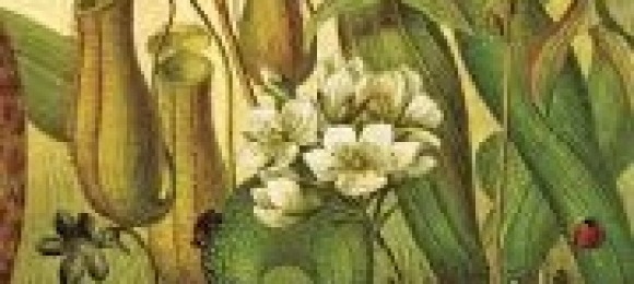 Darwin’s Most Wonderful Plants: Darwin’s Botany Today