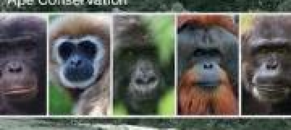 State of the Apes: Infrastructure Development and Ape Conservation