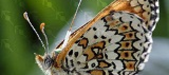 Radar Entomology: Observing Insect Flight and Migration