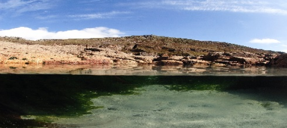 How to...explore rock pools