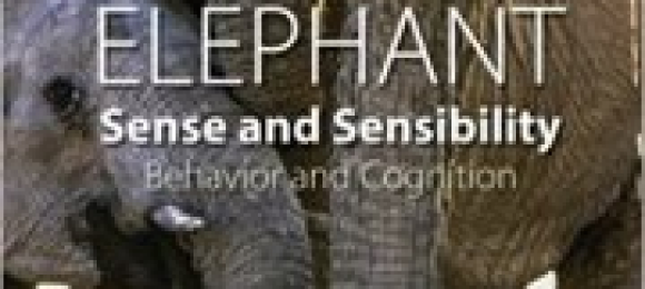 Elephant Sense and Sensibility: Behavior and Cognition