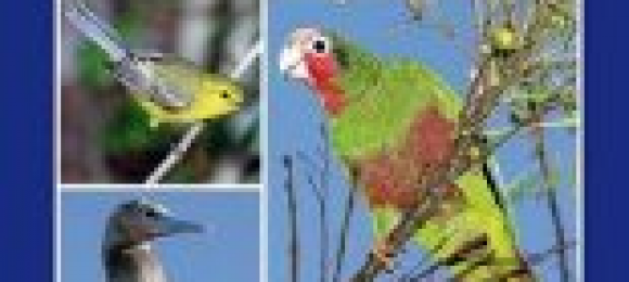 A Photographic Guide to the Birds of the Cayman Islands
